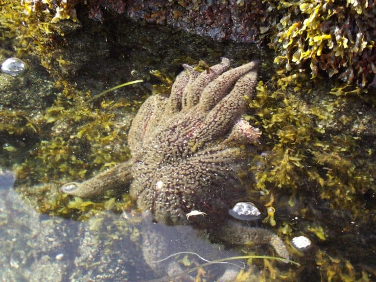 Hood Canal Wildlife – Hood Canal Adventures